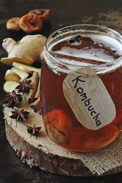 Nguồn gốc tạo ra con Scoby Kombucha – Trà thủy sâm Komboo