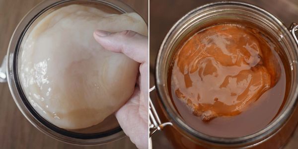 Kombucha bị hỏng phải làm sao để khắc phục – Trà thủy sâm Komboo