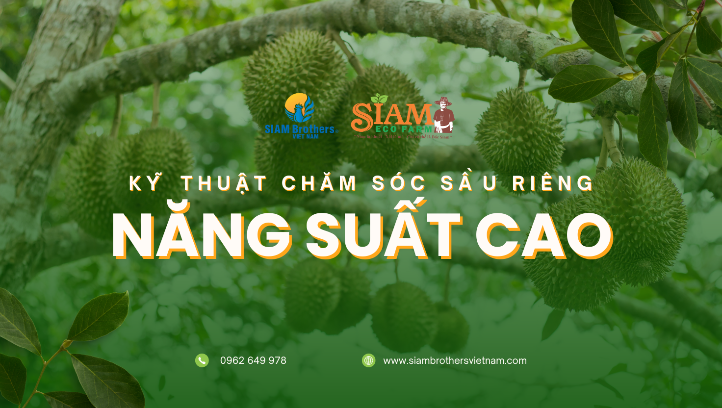 6 kỹ thuật chăm sóc sầu riêng đạt năng suất cao – SIAM Brothers Việt Nam