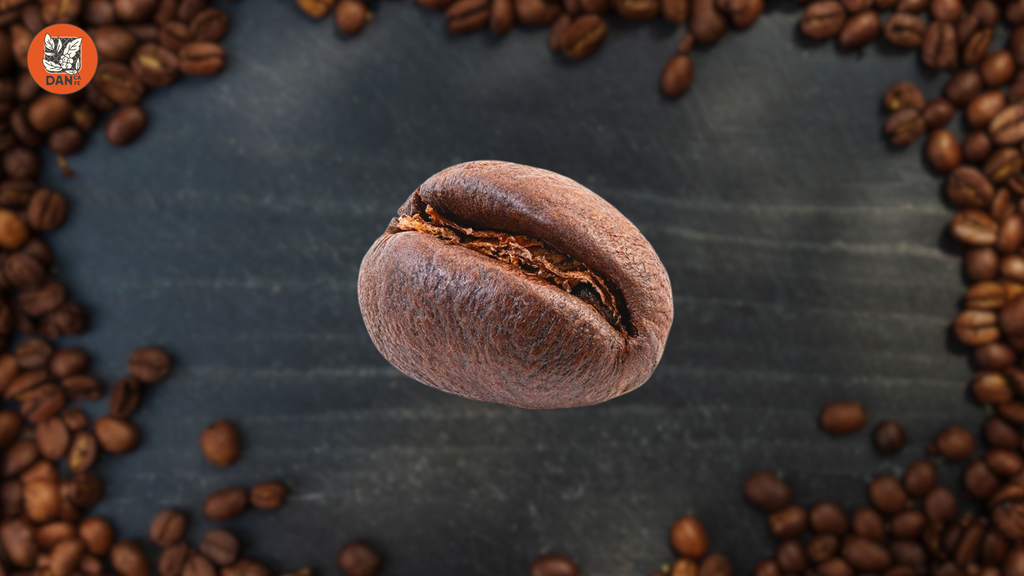 Khám Phá Các Hương Vị Của Từng Loại Cà Phê - DanCafe – Dancafe