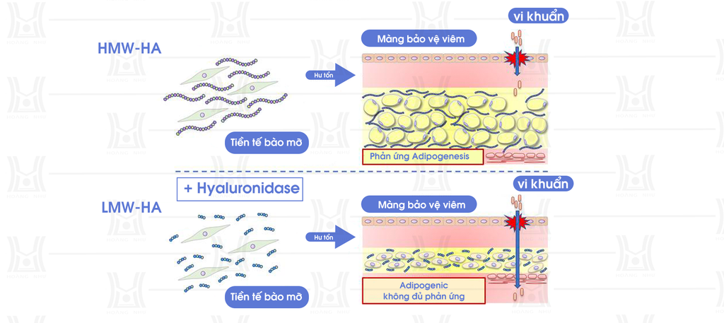 HYALURONIC ACID & MHA – hoangnhucospro