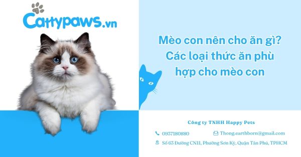 Mèo con nên cho ăn gì? Các loại thức ăn phù hợp cho mèo con