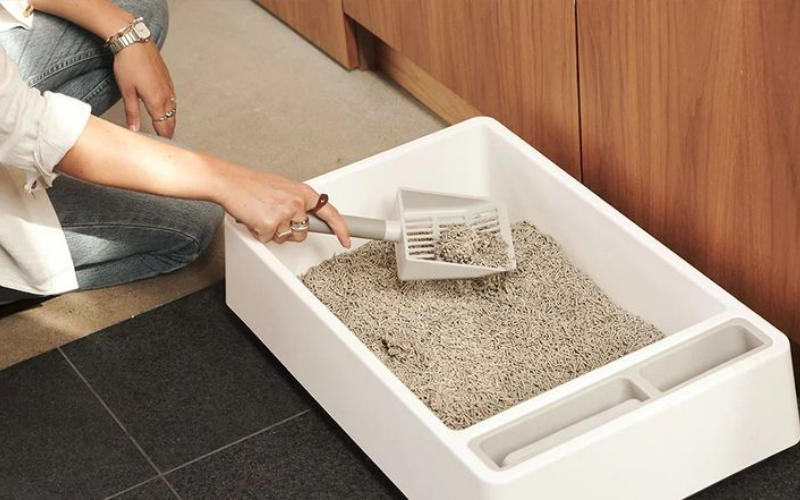 Bao lâu thì nên thay cát mèo một lần? Hướng dẫn chi tiết