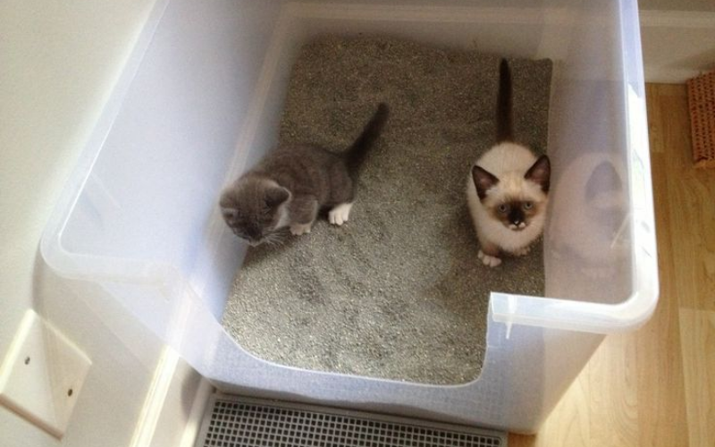 Hướng dẫn cách dạy mèo đi vệ sinh chậu cát đơn giản và hiệu quả