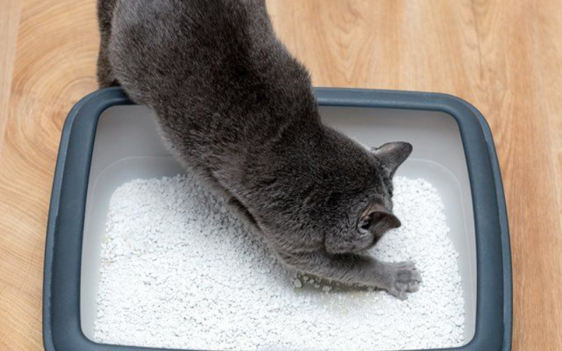 Hướng dẫn cách dạy mèo đi vệ sinh chậu cát đơn giản và hiệu quả