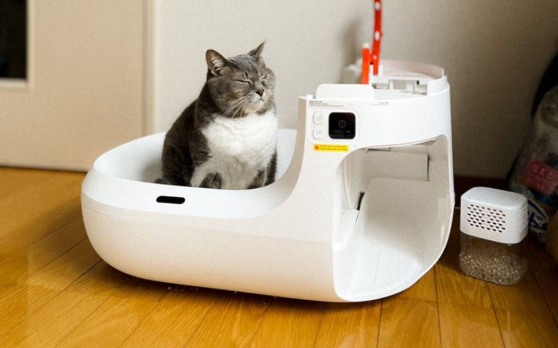 Hướng dẫn cách dạy mèo đi vệ sinh chậu cát đơn giản và hiệu quả