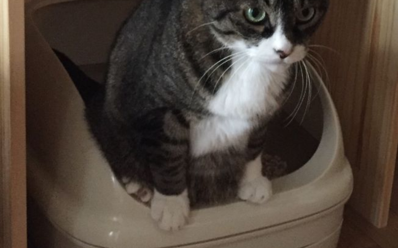 Hướng dẫn cách dạy mèo đi vệ sinh chậu cát đơn giản và hiệu quả