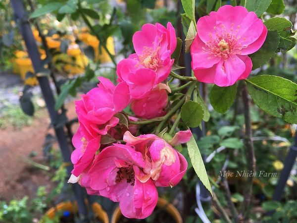 Hoa hồng Angela với những chùm nụ siêu dài – MỘC NHIÊN FARM