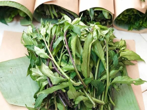 Rau bầu đất tím siêu ngon siêu dễ trồng – MỘC NHIÊN FARM