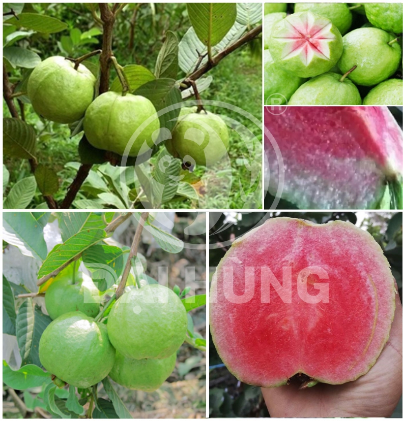 Quy trình sử dụng sản phẩm dinh dưỡng chuyên dùng cho cây ỔI RUBY ...