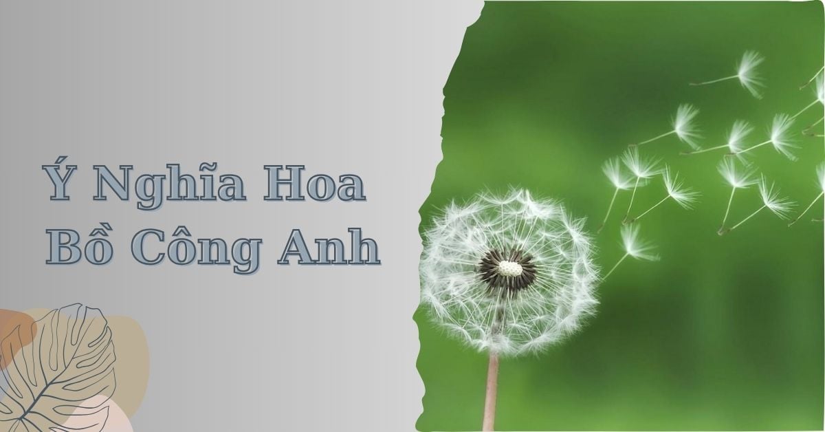 Ý nghĩa hoa bồ công anh, tải ảnh bồ công anh bay trong gió đẹp nhất – Flosa