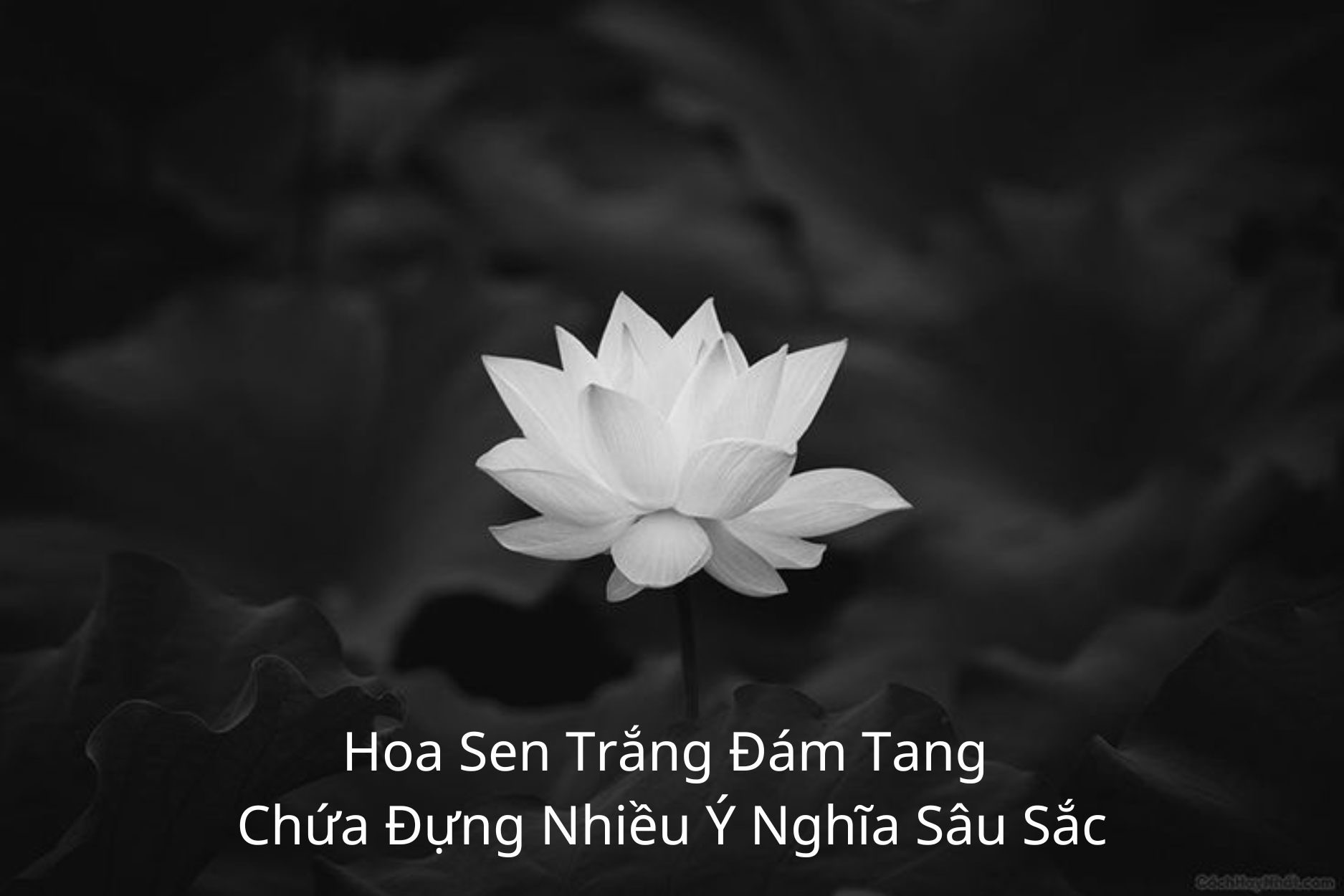 Hoa Sen Trắng Đám Tang Chứa Đựng Nhiều Ý Nghĩa Sâu Sắc – Flosa