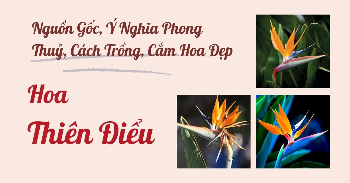 Hoa Thiên Điểu: Nguồn Gốc, Ý Nghĩa Phong Thuỷ, Cách Trồng, Cắm Hoa Đẹp ...
