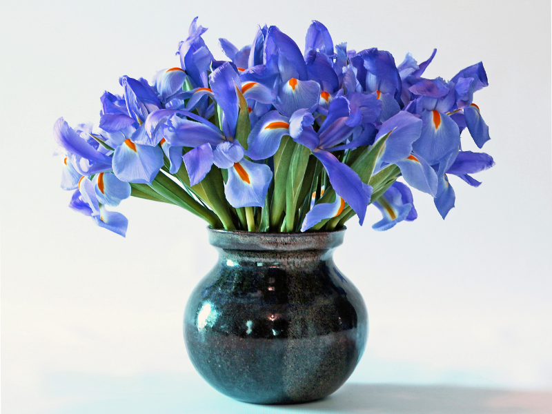 Hoa Diên Vĩ (Hoa Iris): Có Ý Nghĩa Gì? Nở Vào Mùa Nào? – Flosa