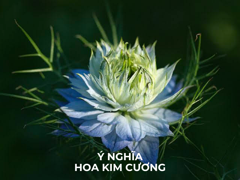 Hoa Kim Cương (Bảo Thạch Ba Tư):Nguồn Gốc,Ý Nghĩa&Cách Trồng – Flosa