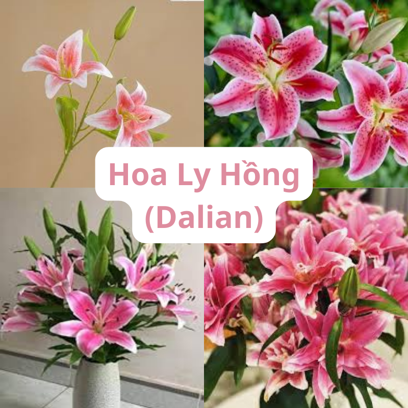 Hoa Ly Hồng (Dalian) Có Ý Nghĩa Gì? Đặc Điểm & Cách Trồng – Flosa