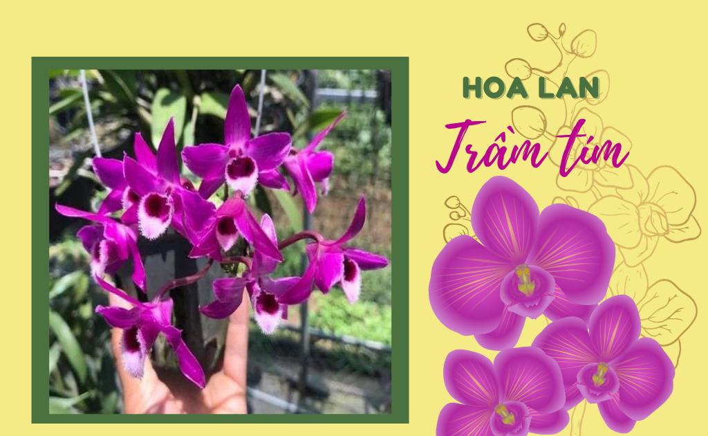 Lan Trầm Tím: Đặc Điểm, cách trồng và chăm sóc ra hoa đẹp – Flosa