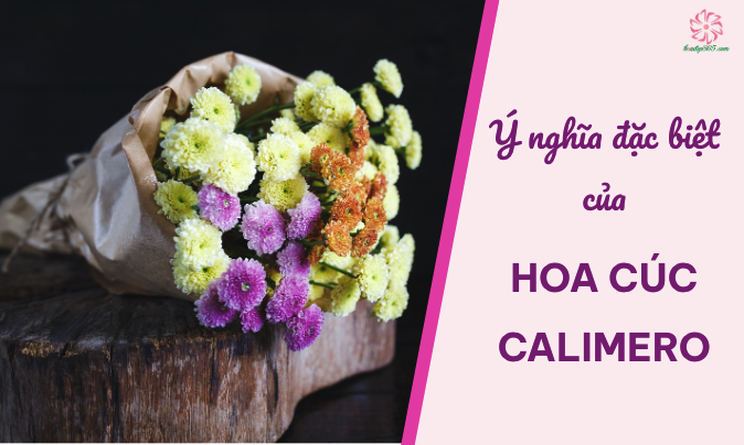 Cúc Calimero: Ý Nghĩa Đặc Biệt & Dịp Tặng Hoa Phù Hợp – Flosa