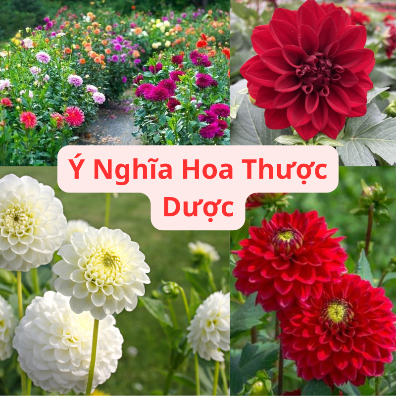 Ý Nghĩa Hoa Thược Dược, Cách Trồng, Hình Ảnh Đẹp Nhất 2026 – Flosa