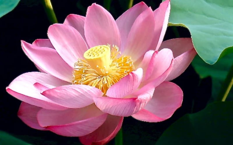 Các loại hoa sen phổ biến và cách trồng, chăm sóc sen năng suất cao – Flosa