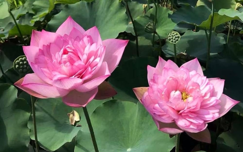 Các loại hoa sen phổ biến và cách trồng, chăm sóc sen năng suất cao – Flosa