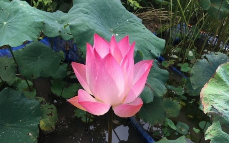Các loại hoa sen phổ biến và cách trồng, chăm sóc sen năng suất cao – Flosa