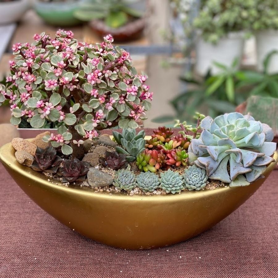 Hoa Sen Đá - Khám Phá Ý Nghĩa Của Biểu Tượng Sức Sống Bền Bỉ – Flosa