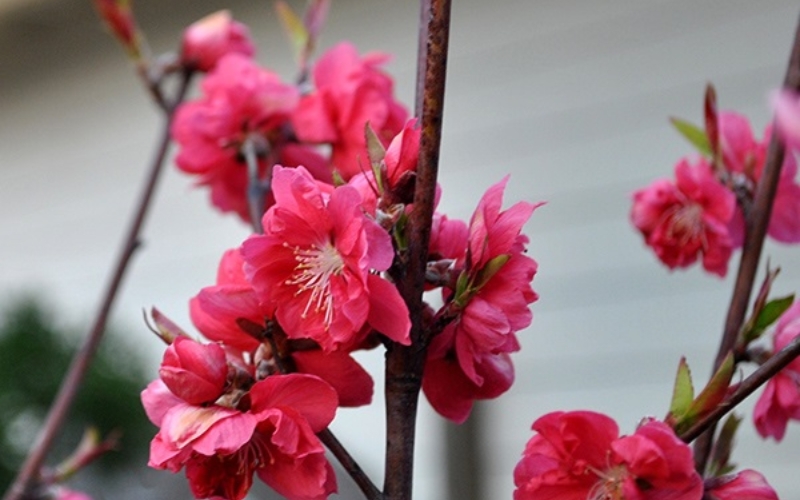 Hoa đào ngày Tết: Ý nghĩa, mẹo chăm hoa nở rực đúng Tết cổ truyền – Flosa