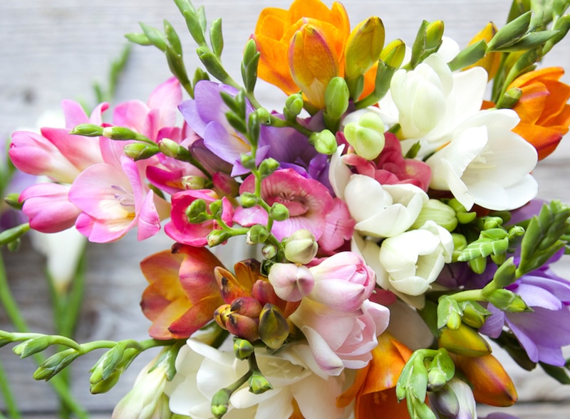 Hoa Lan Nam Phi - Ý nghĩa, cách trồng và chăm sóc Freesia chi tiết – Flosa