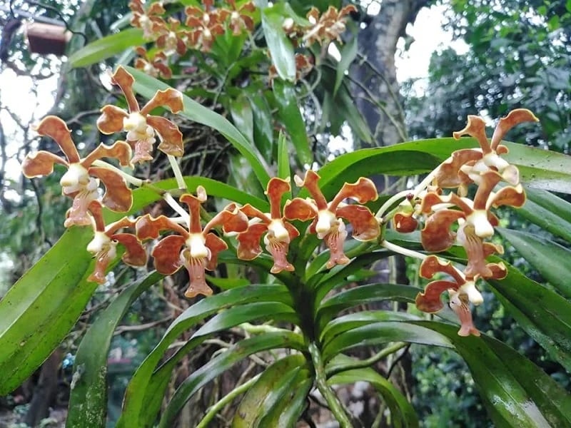 Hoa lan Vanda: Đặc điểm, cách trồng và chăm sóc đơn giản chi tiết nhất ...