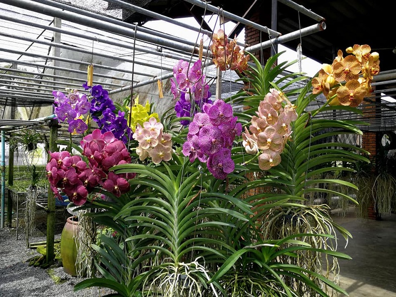 Hoa lan Vanda: Đặc điểm, cách trồng & chăm sóc đơn giản chi tiết – Flosa