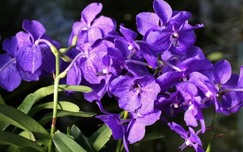 Hoa lan Vanda: Đặc điểm, cách trồng & chăm sóc đơn giản chi tiết – Flosa