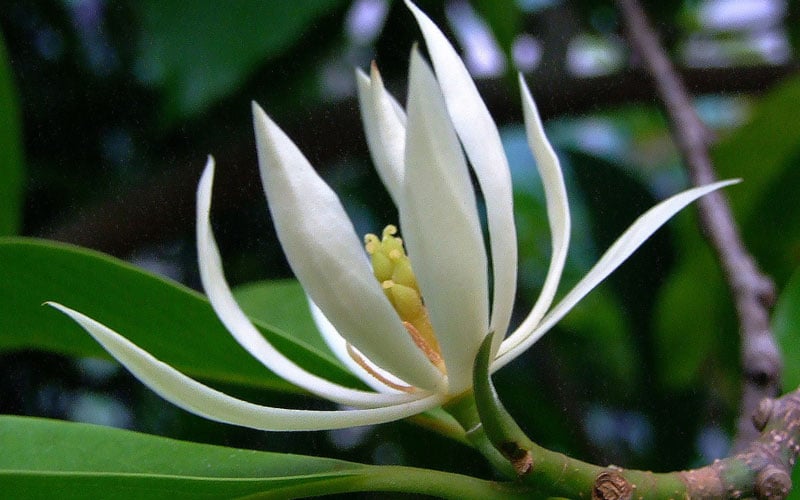 Hoa Ngọc lan: Ý nghĩa, công dụng, đặc điểm và cách trồng, chăm sóc – Flosa