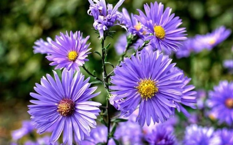 Cách cắm hoa thạch thảo đẹp, chuyên nghiệp, chơi lâu cả tuần – Flosa