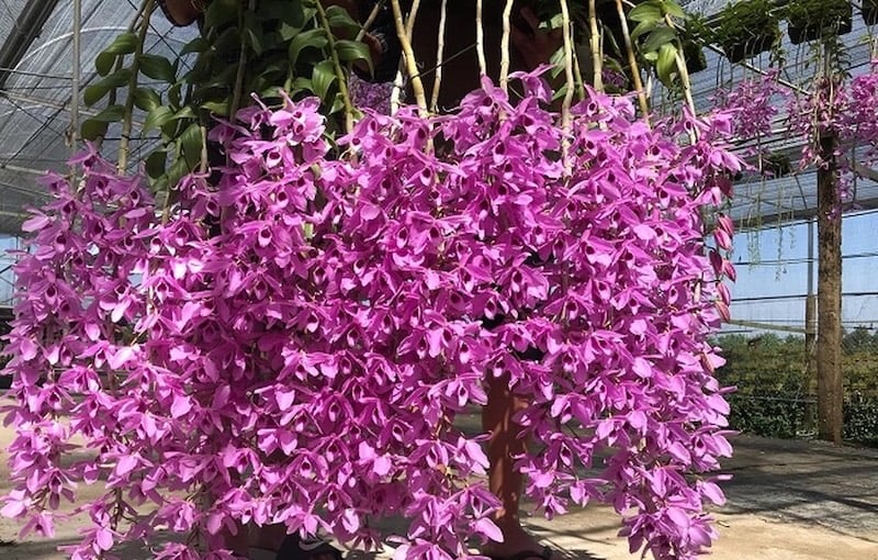 Lan Trầm Tím: Đặc Điểm, cách trồng và chăm sóc ra hoa đẹp – Flosa