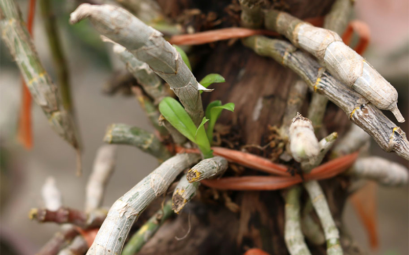 Lan Trầm Tím: Đặc Điểm, cách trồng và chăm sóc ra hoa đẹp – Flosa