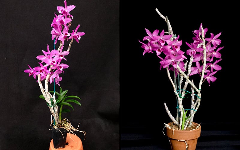 Lan Trầm Tím: Đặc Điểm, cách trồng và chăm sóc ra hoa đẹp – Flosa