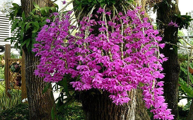 Lan Trầm Tím: Đặc Điểm, cách trồng và chăm sóc ra hoa đẹp – Flosa