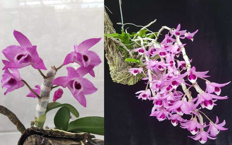 Lan Trầm Tím: Đặc Điểm, cách trồng và chăm sóc ra hoa đẹp – Flosa