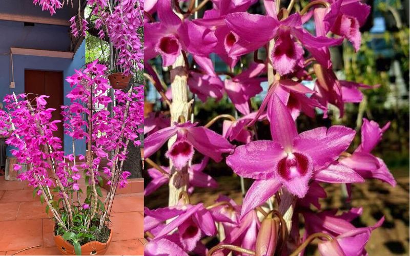 Lan Trầm Tím: Đặc Điểm, cách trồng và chăm sóc ra hoa đẹp – Flosa