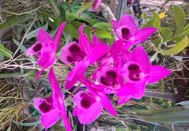 Lan Trầm Tím: Đặc Điểm, cách trồng và chăm sóc ra hoa đẹp – Flosa