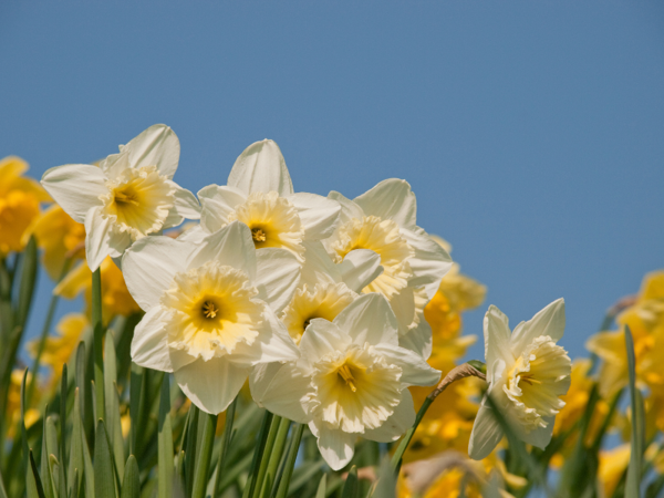 TOP 20+ Loài Hoa Màu Trắng Tặng 20/10 Cho Mẹ, Vợ, NY Ấn Tượng – Flosa