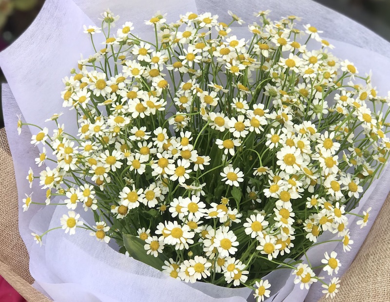 Hoa Cúc Tana: Ý nghĩa, cách cắm, trồng và chăm sóc hoa tana đơn giản ...