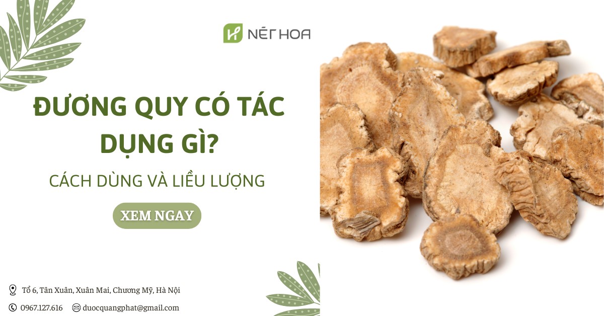 Đương quy có tác dụng gì? Cách dùng và liều lượng – Nét Hoa