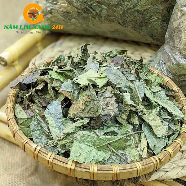 Cây Xạ Đen Chất Lượng - Nấm Lim Xanh 24h