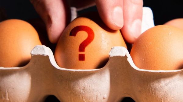 Có gì ở trứng gà Tafa khiến bao người tin dùng? – Tafa Việt
