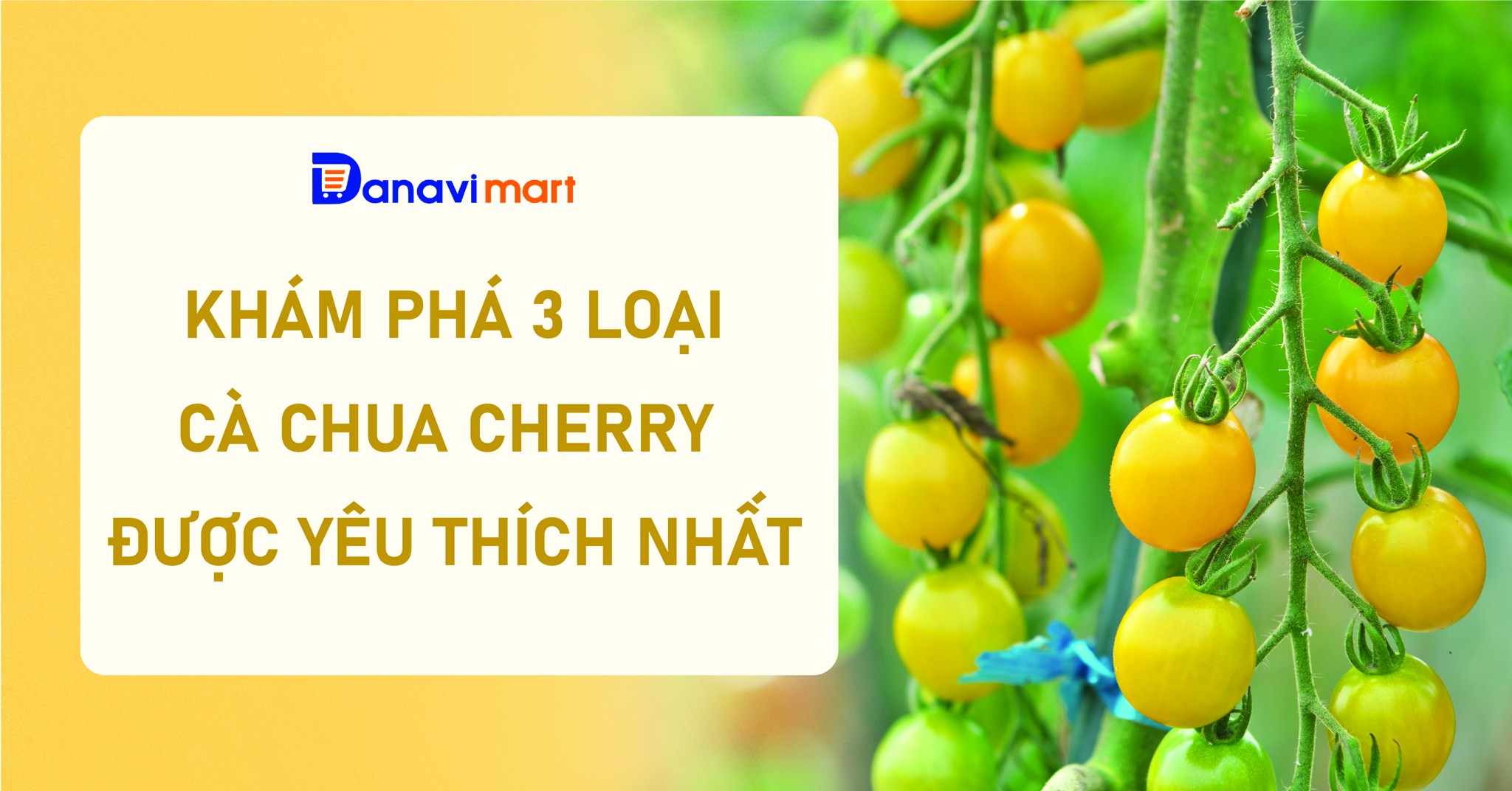 KHÁM PHÁ 3 LOẠI CÀ CHUA CHERRY ĐƯỢC YÊU THÍCH NHẤT – sieuthidanavimart