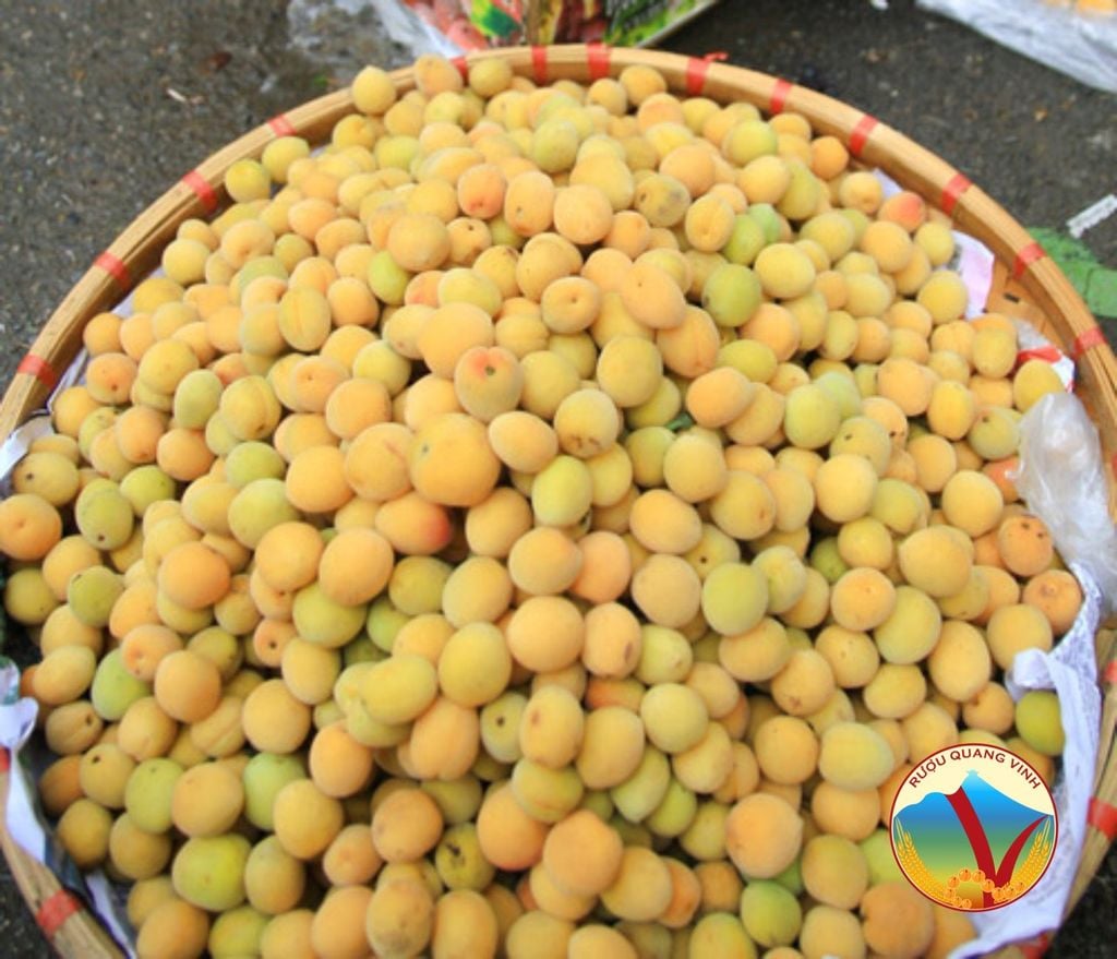 Quả mơ trong Đông y gọi là gì? Tốt cho bệnh nào? – Rượu Yên Tử Quang Vinh