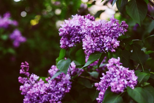 Ý NGHĨA HOA TỬ ĐINH HƯƠNG (LILAC)