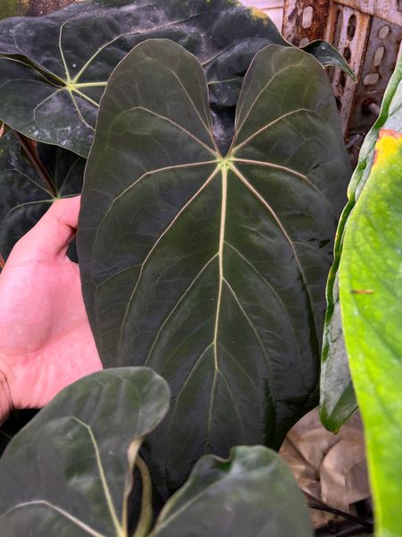 Anthurium Pap Guna Yala x Pap hybrid from Australia – TheVelvetGarden
